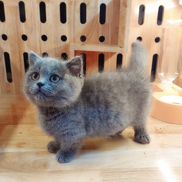 Mèo Munchkin Archives - Mập Pet House