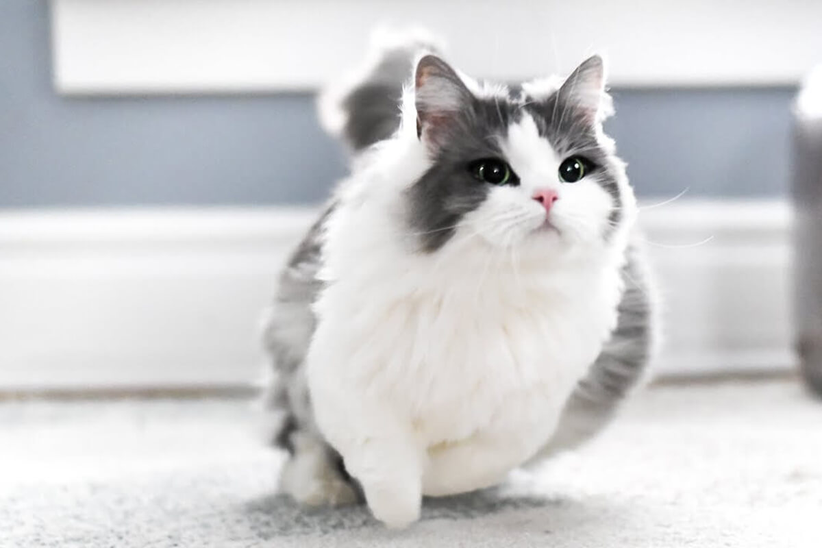 Mèo Munchkin | Nguồn Gốc, Đặc Điểm & Giá Bán Mèo Anh Chân Ngắn - Mập ...