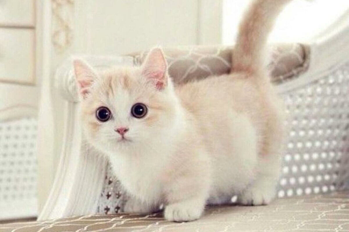 Mèo Munchkin | Nguồn Gốc, Đặc Điểm & Giá Bán Mèo Anh Chân Ngắn - Mập ...