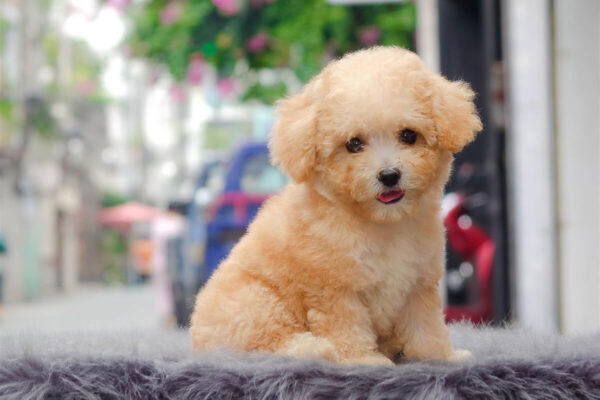 Chó Poodle | Nguồn Gốc, Đặc Điểm, Cách Nuôi & Giá Bán - Mập Pet House