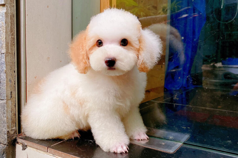 Chó Poodle | Nguồn Gốc, Đặc Điểm, Cách Nuôi & Giá Bán - Mập Pet House