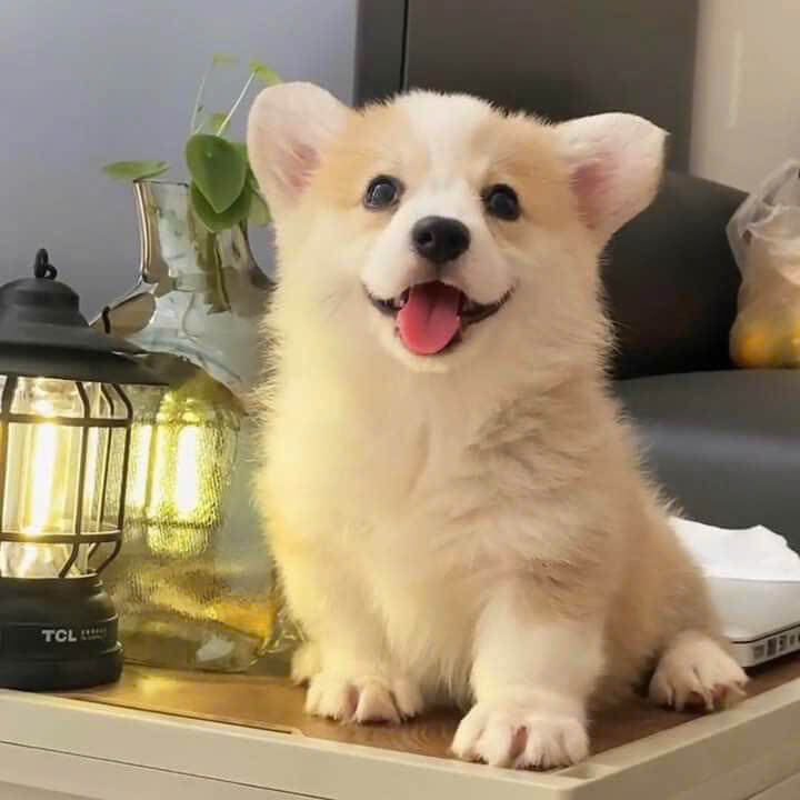 Chó Corgi Nhập Khẩu CCG001 - Mập Pet House