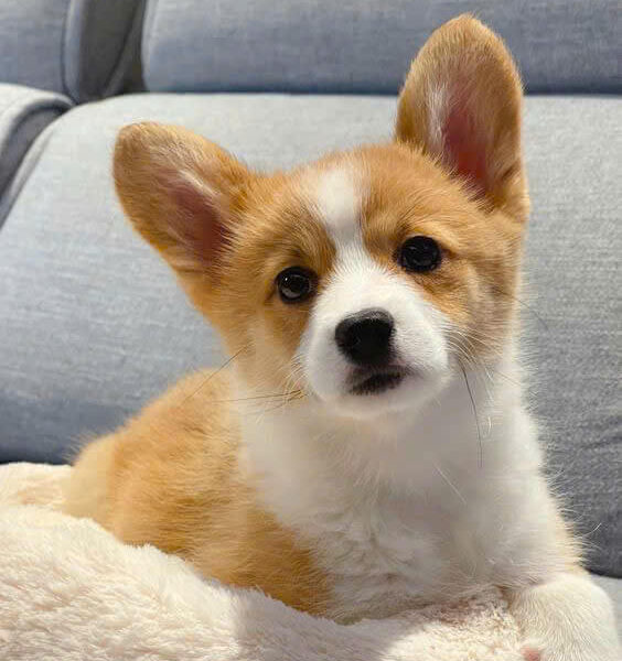 Shop Chó Mèo Cảnh Nhập Khẩu - Cửa Hàng Thú Cung Uy Tín Hà Nội