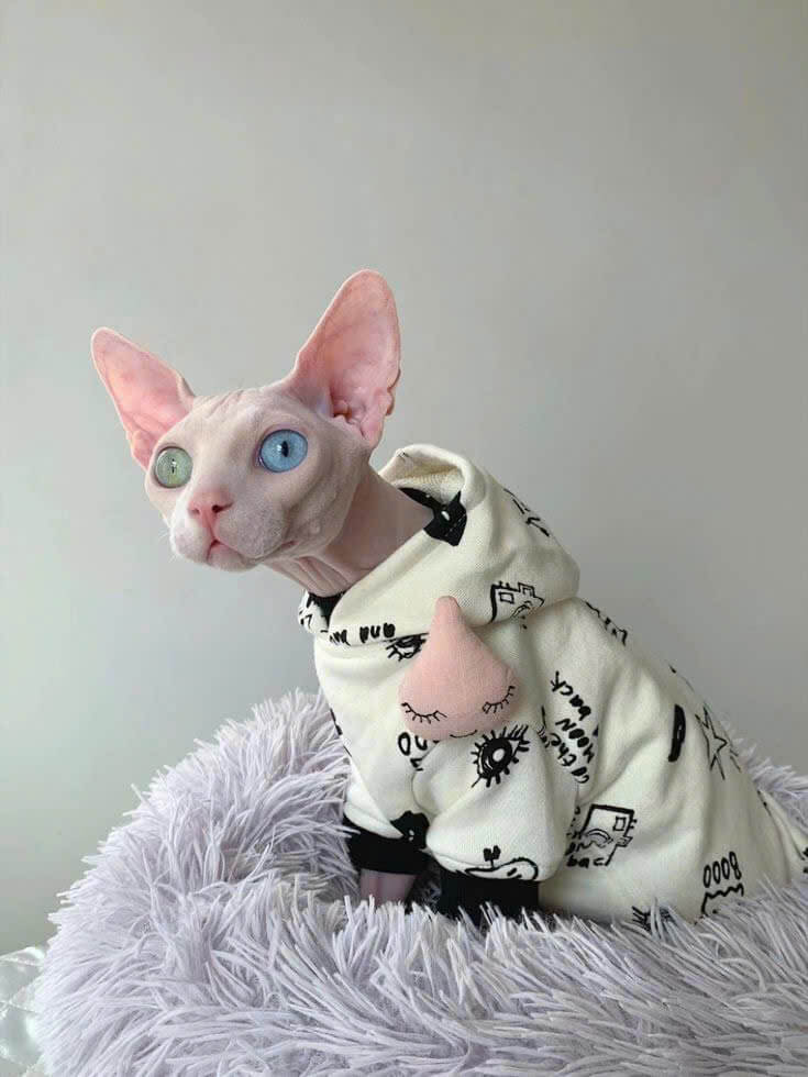 Mèo Ai Cập Nhập Khẩu Mắt 2 Màu MAC002 - Mập Pet House