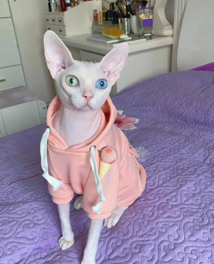 Mèo Ai Cập Nhập Khẩu Mắt 2 Màu MAC002 - Mập Pet House